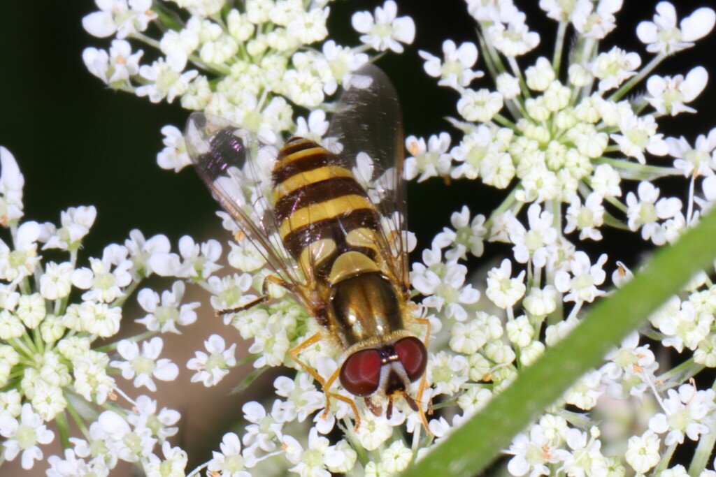 Yellow-legged Flower Fly in July 2022 by mistycal · iNaturalist