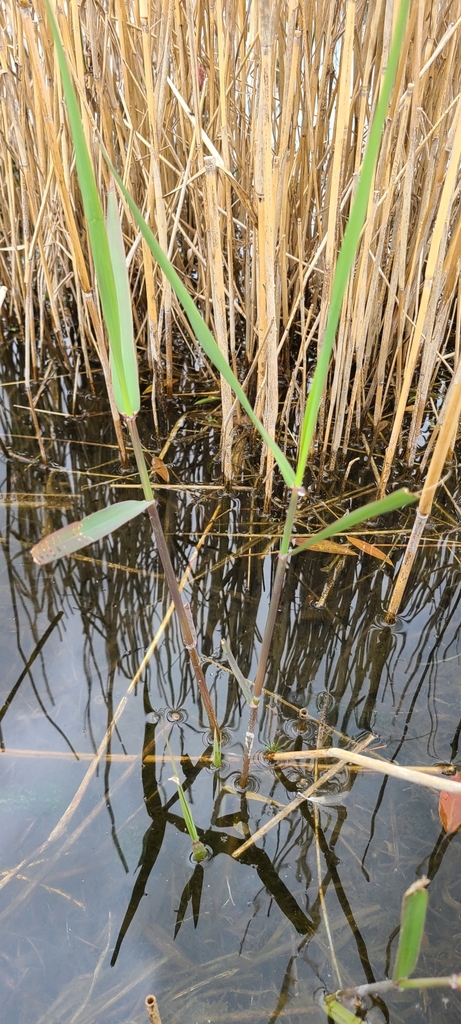 common reed from Harewood, Christchurch 8051, New Zealand on December 2 ...