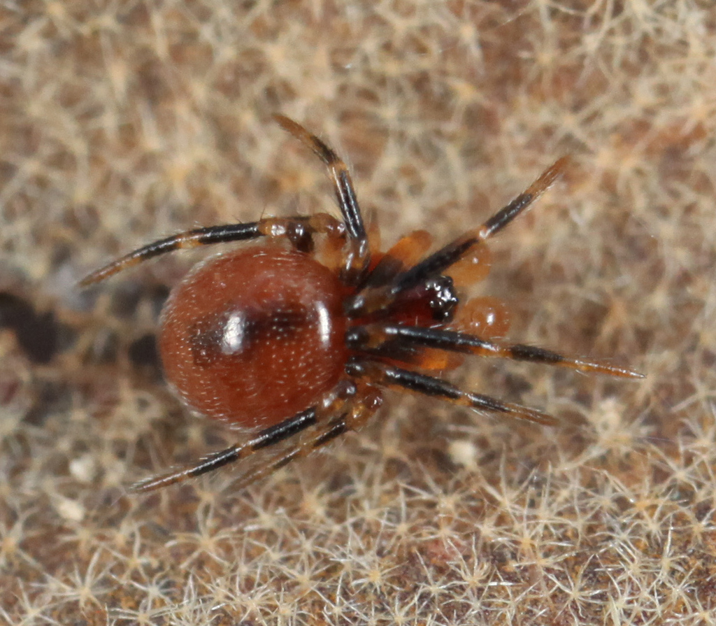 Hypsosinga from Abbeville County, SC, USA on November 30, 2022 at 03:18 ...