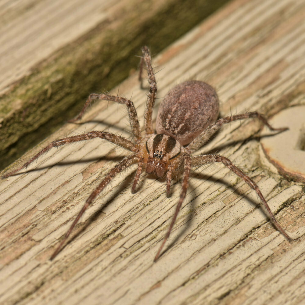 Grass Spiders from Waterloo, ON, Canada (SSht) on September 18, 2019 at ...