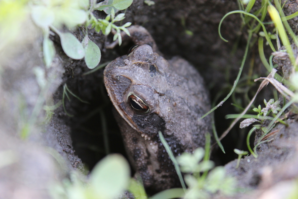 Gulf Coast Toad from Washington County, TX, USA on November 30, 2022 at ...