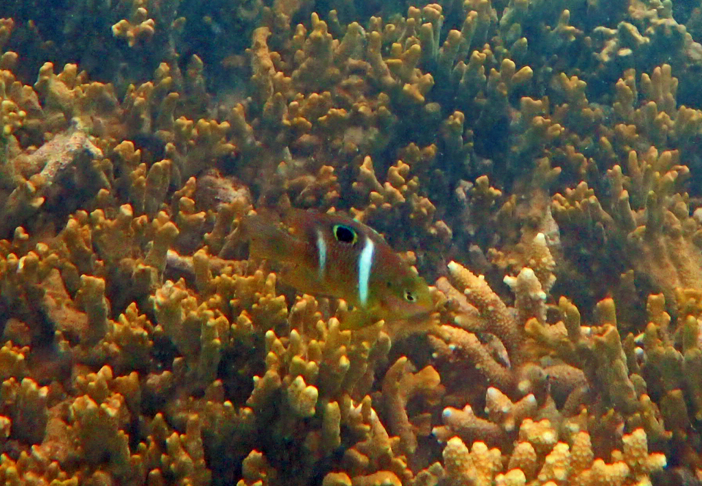 Monarch Damsel from Gladstone, QLD, Australia on November 24, 2022 at ...