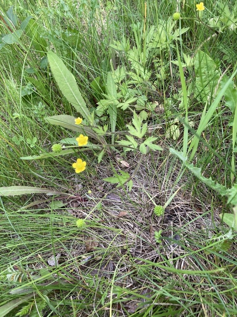 macoun's buttercup from Southeast Calgary, Calgary, AB, Canada on July ...