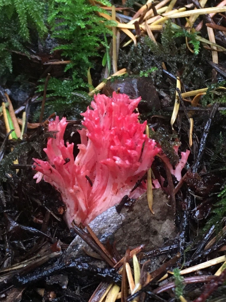 Ramaria araiospora rubella in December 2022 by T. Bird. (Or stunzii ...