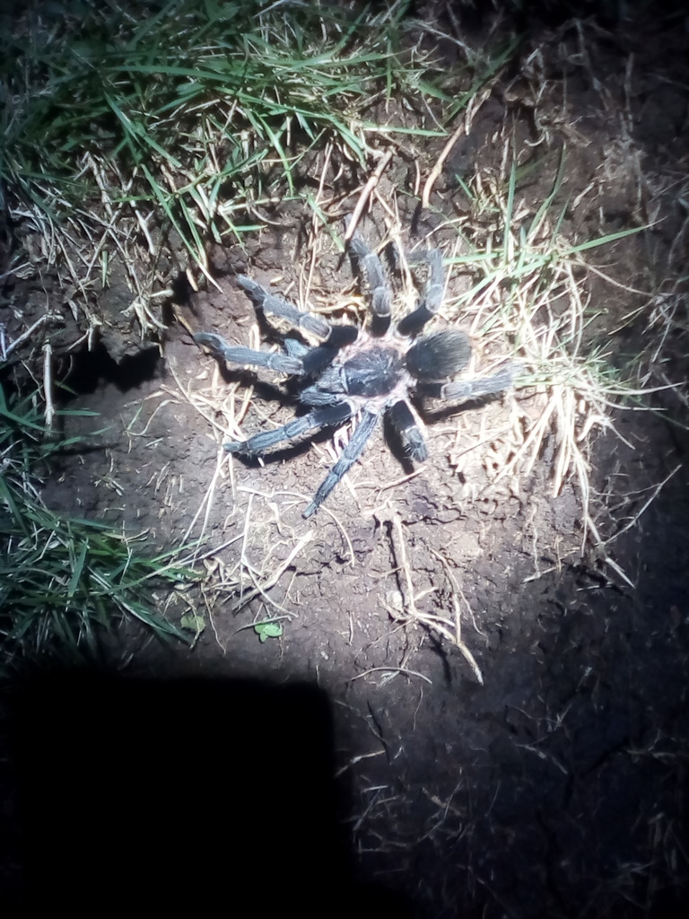 Costa Rican Striped-knee Tarantula from El Zamorano, Honduras on ...