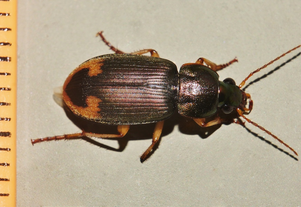 Chlaenius hamifer in November 2022 by Alison Pearson. At the white ...