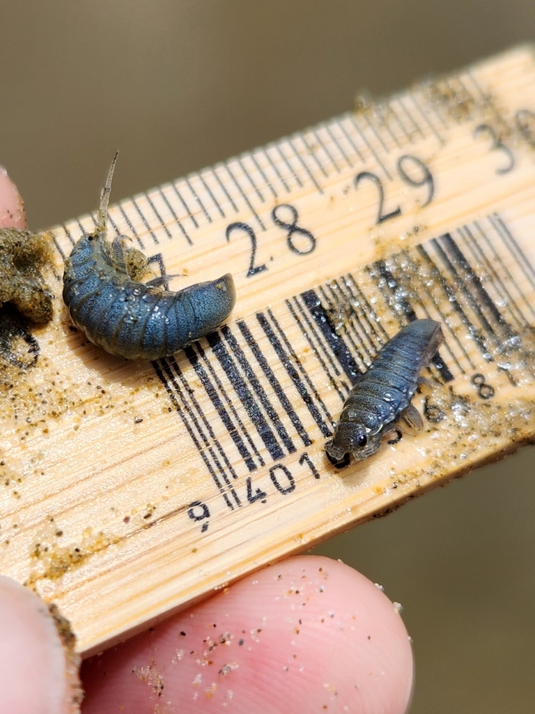 Metallic Isopod from Northland, New Zealand on December 02, 2022 at 12: ...