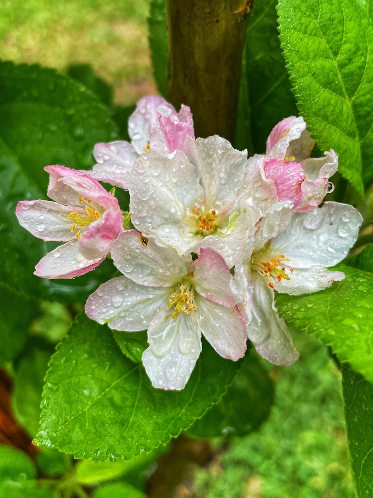 apples and crabapples from Las Reynas, 36720 Salamanca, Gto., Mexico on ...