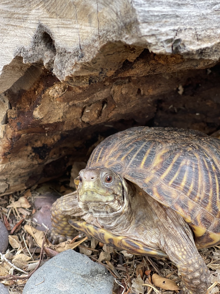 Ornate Box Turtle in August 2022 by delaneyymullen. turtle weather: 80 ...