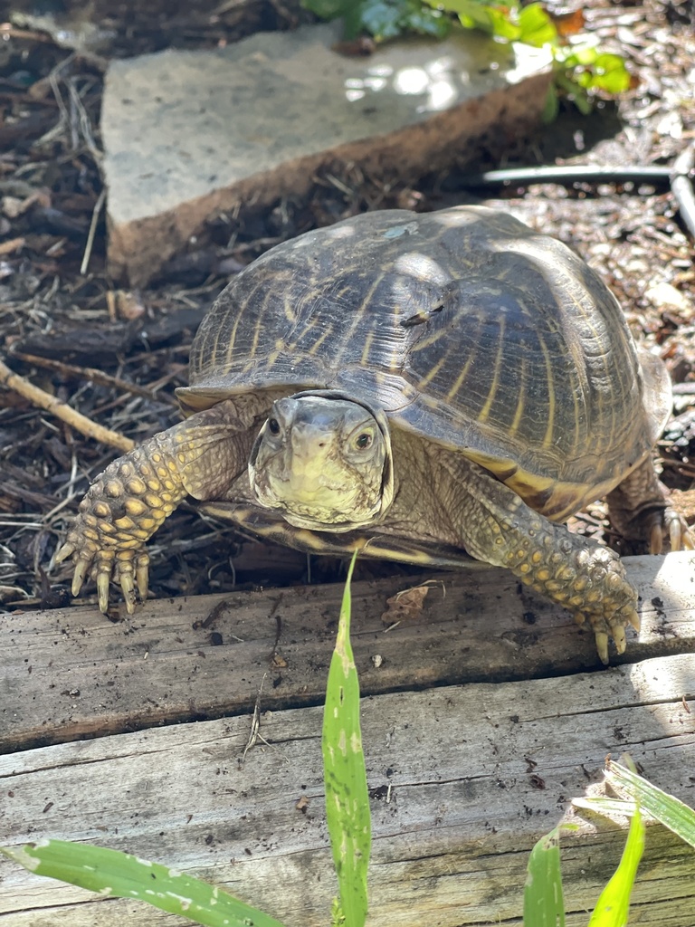 Ornate Box Turtle in August 2021 by delaneyymullen. green turtle ...