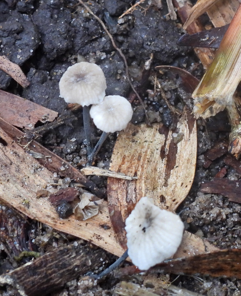 Black-stalked Marasmius in May 2022 by cirolana. Maximum cap size 9 mm ...