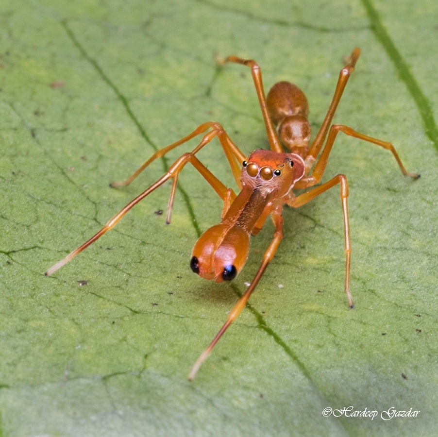 Red Weaver Ant-mimicking Spider from Indraprastha Organic Farm on ...