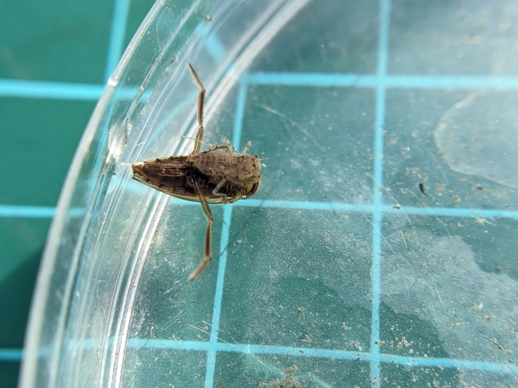 Enithares sinica from 310台灣新竹縣竹東鎮310 on November 30, 2022 at 02:53 PM ...