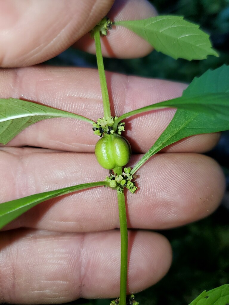 Winged and Once-winged Insects from Vernon, VT, USA on September 21 ...