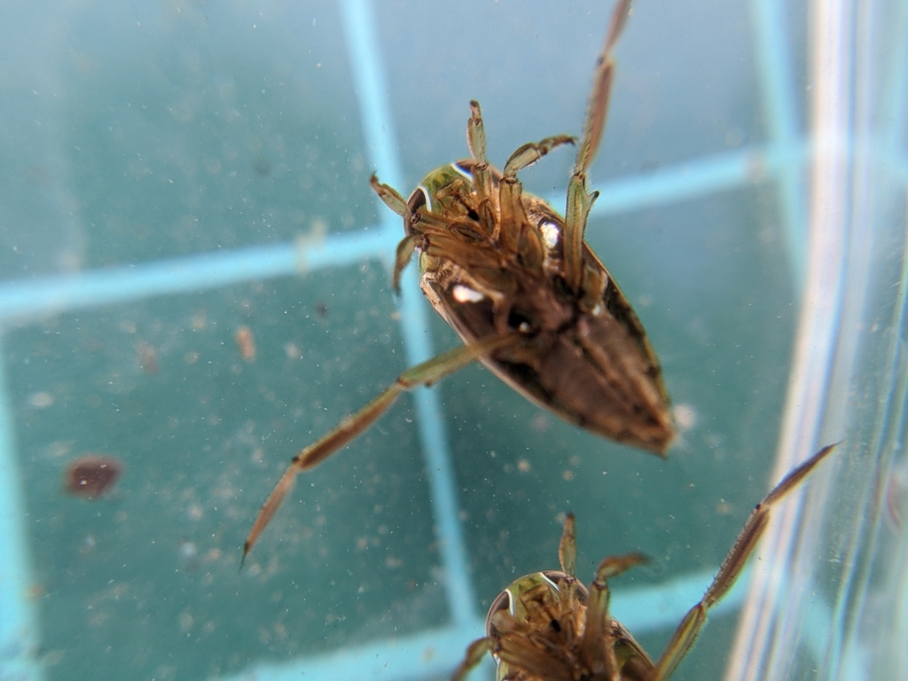 Enithares sinica from 310台灣新竹縣竹東鎮67 on November 30, 2022 at 02:57 PM by ...