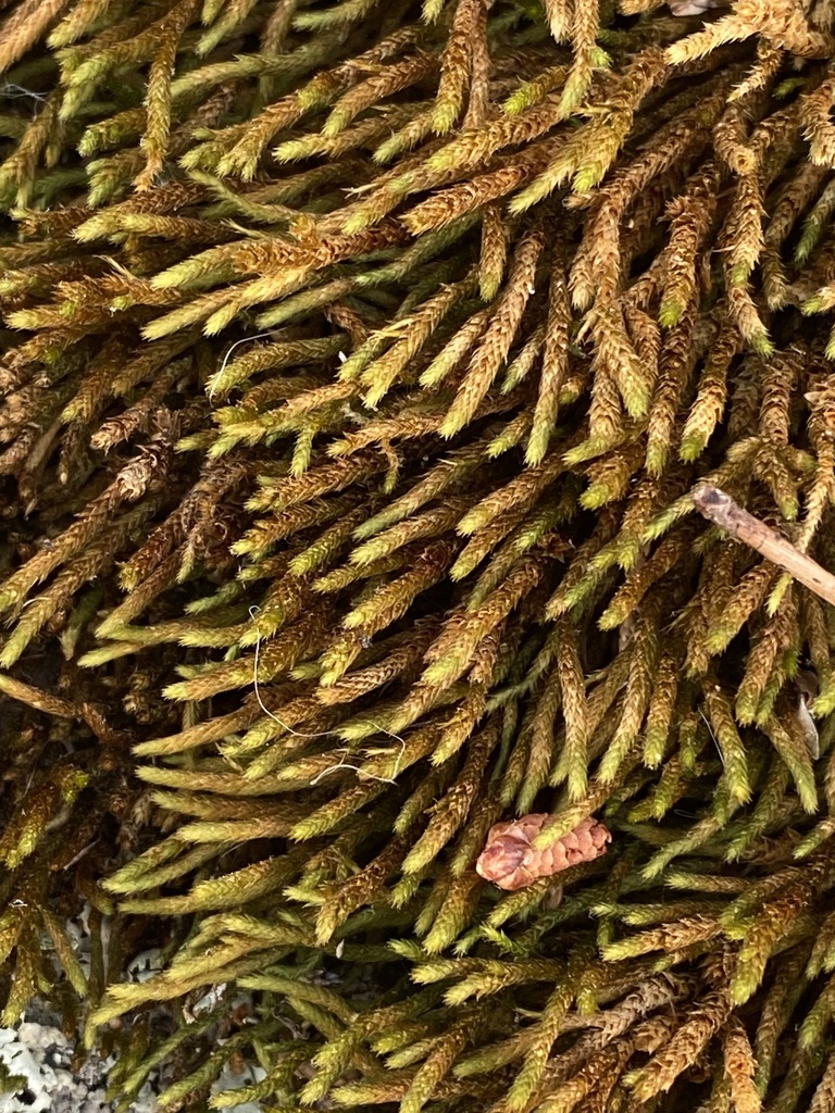 spoon-leaved moss from Little River Canyon Rim Pkwy, Dekalb County, AL ...