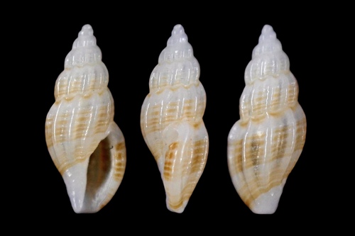 Genus Cytharella · iNaturalist