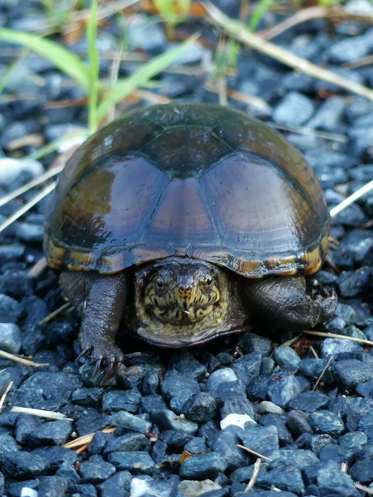 Eastern Mud Turtle from Kent County, DE, USA on June 04, 2021 at 07:12 ...