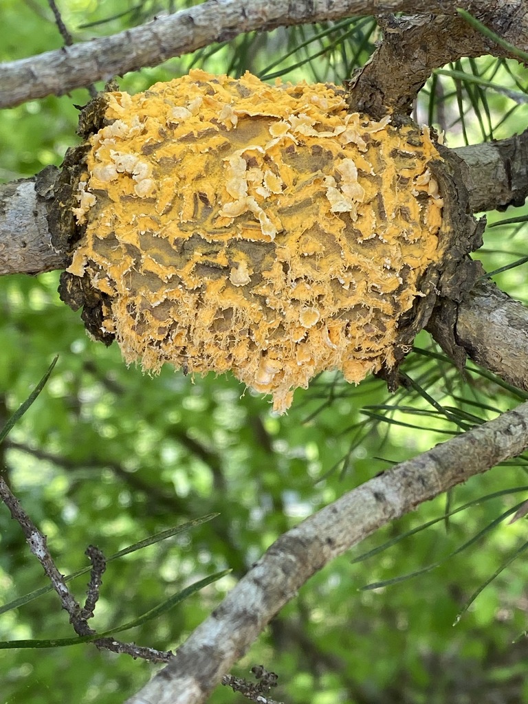 Pine-oak gall rust from Co. Rd. 275 at Johnnies Creek, Cherokee County ...