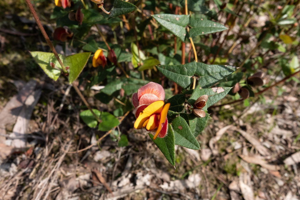 Common Flat-pea in October 2022 by Euan Moore · iNaturalist