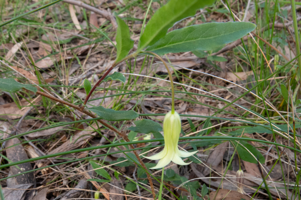 Apple Berry in October 2022 by Euan Moore · iNaturalist