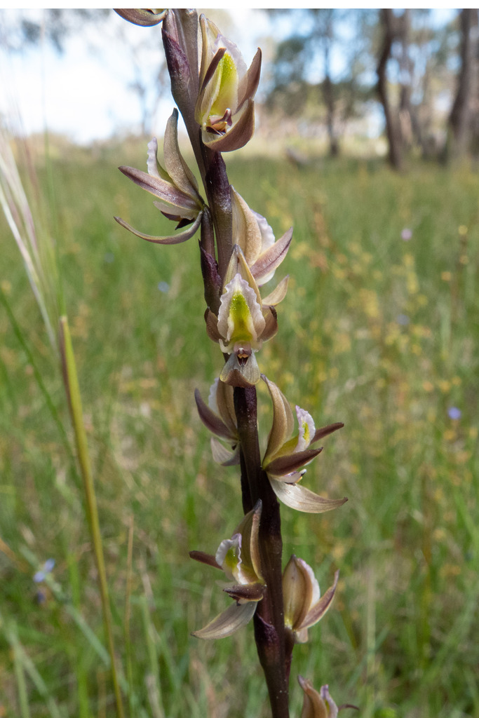 Tall Leek Orchid in October 2022 by Euan Moore · iNaturalist