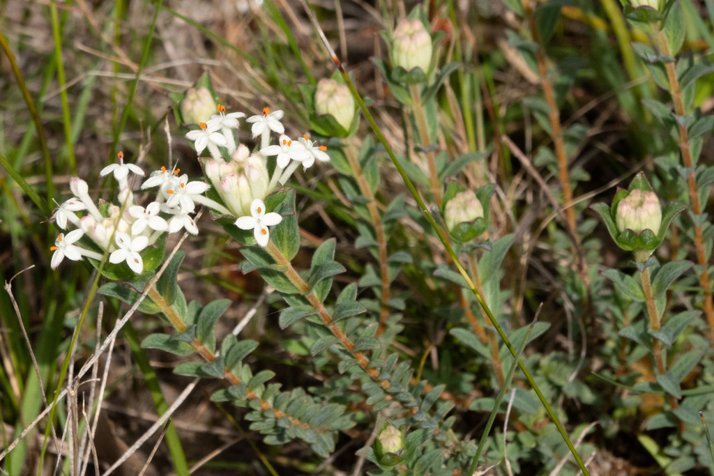 Common Rice-flower in October 2022 by Euan Moore · iNaturalist