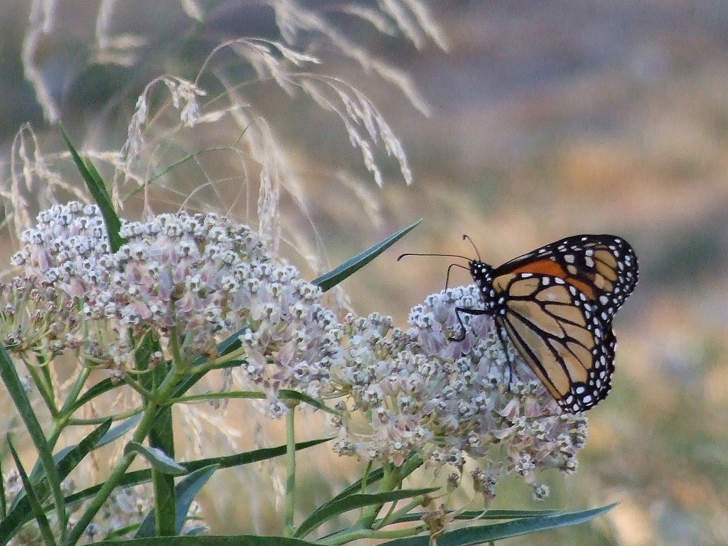 narrowleaf milkweed from Lebec, CA, USA on August 15, 2010 at 06:28 PM ...