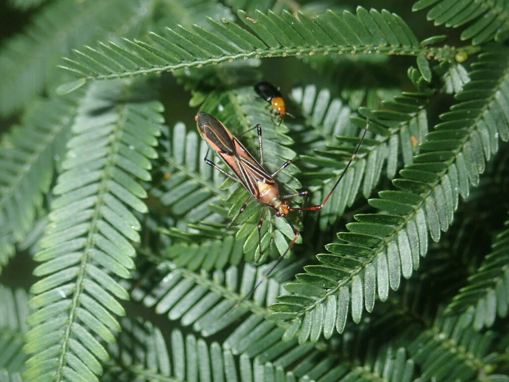 Rayieria acaciae from Ku-ring-gai, New South Wales, Australia on ...