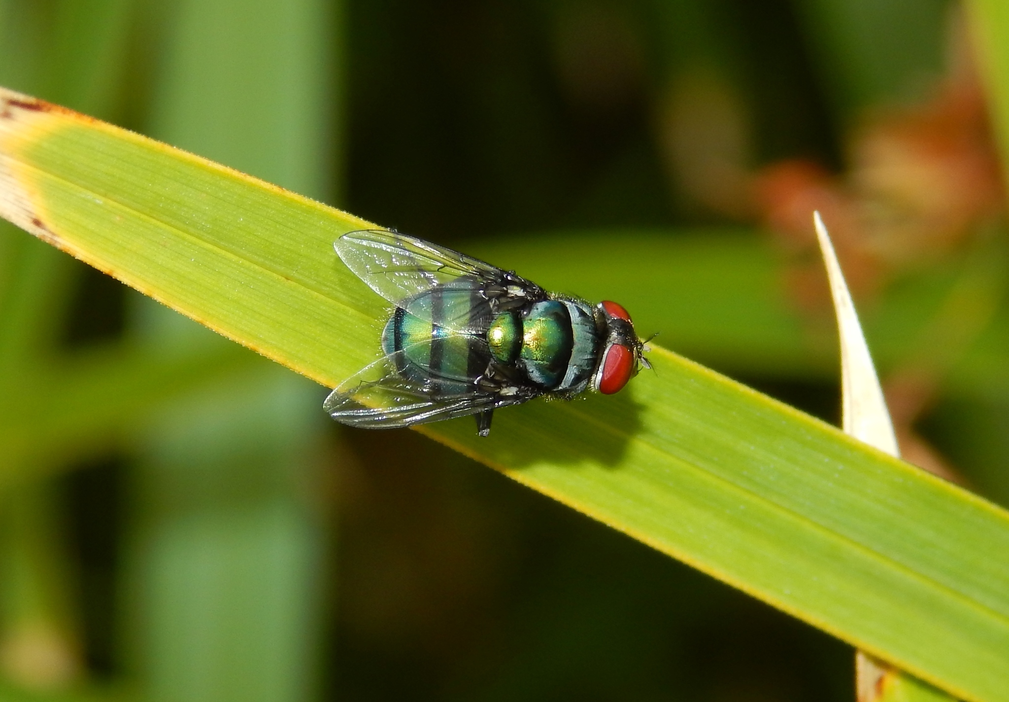 Chrysomya putoria (Wiedemann, 1830)