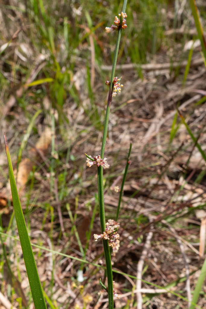 Broom Spurge in October 2022 by Euan Moore · iNaturalist