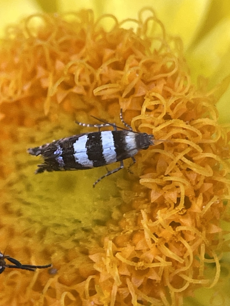 Metallic Sedge Moth from Frankston South, VIC, AU on December 02, 2022 ...