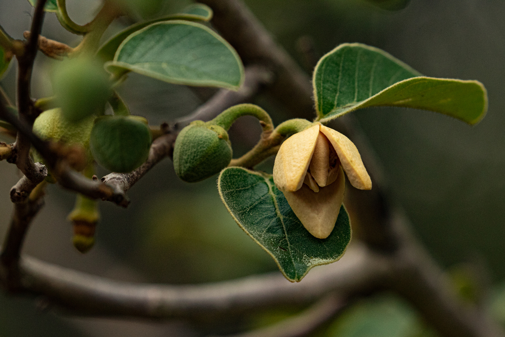 wild custard-apple from Chironde, Coutada 12, Cheringoma, Mozambique on ...