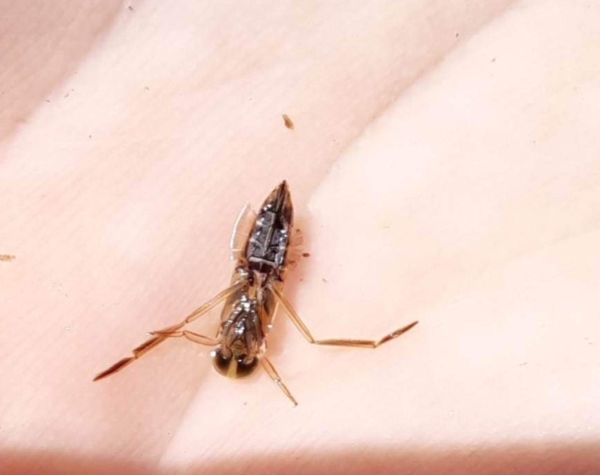 Common Backswimmers from McLeans Island, Christchurch, New Zealand on ...