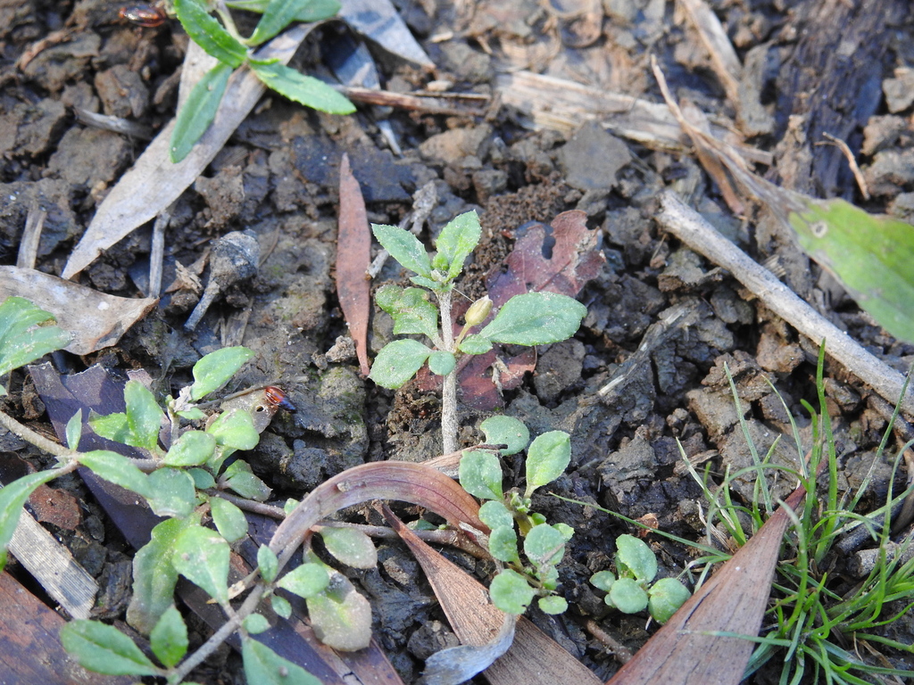 Slender Carpet-weed from Woocoo, Queensland, Australia on December 02 ...