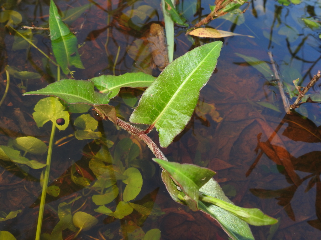 spotted knotweed from Woocoo, Queensland, Australia on December 02 ...