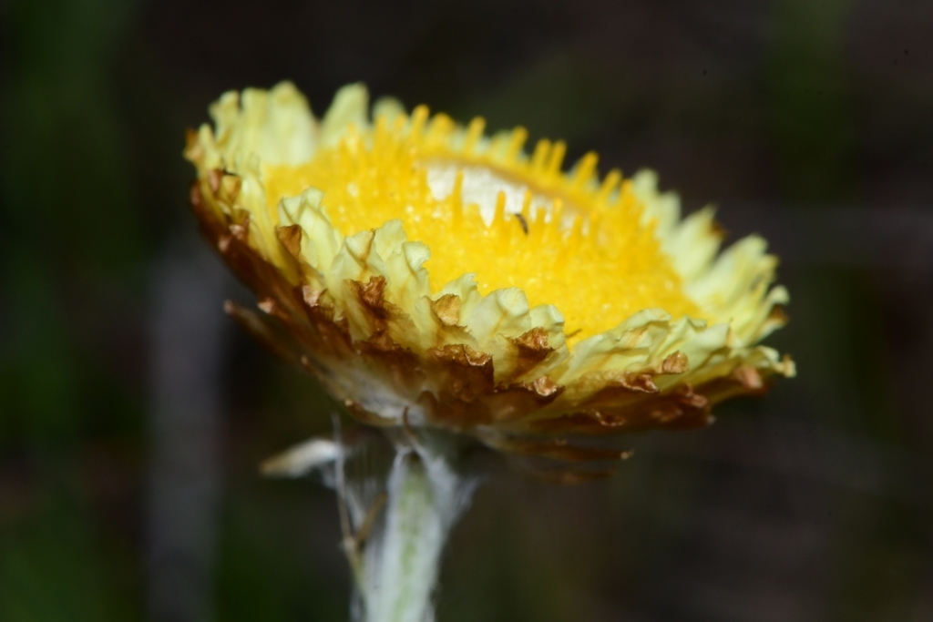 button everlasting in December 2022 by Joey Santore · iNaturalist