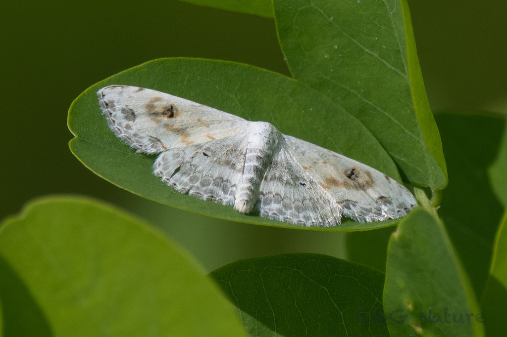 Scopula indicataria from 南汇东滩 on October 15, 2022 at 09:40 AM by Wang ...