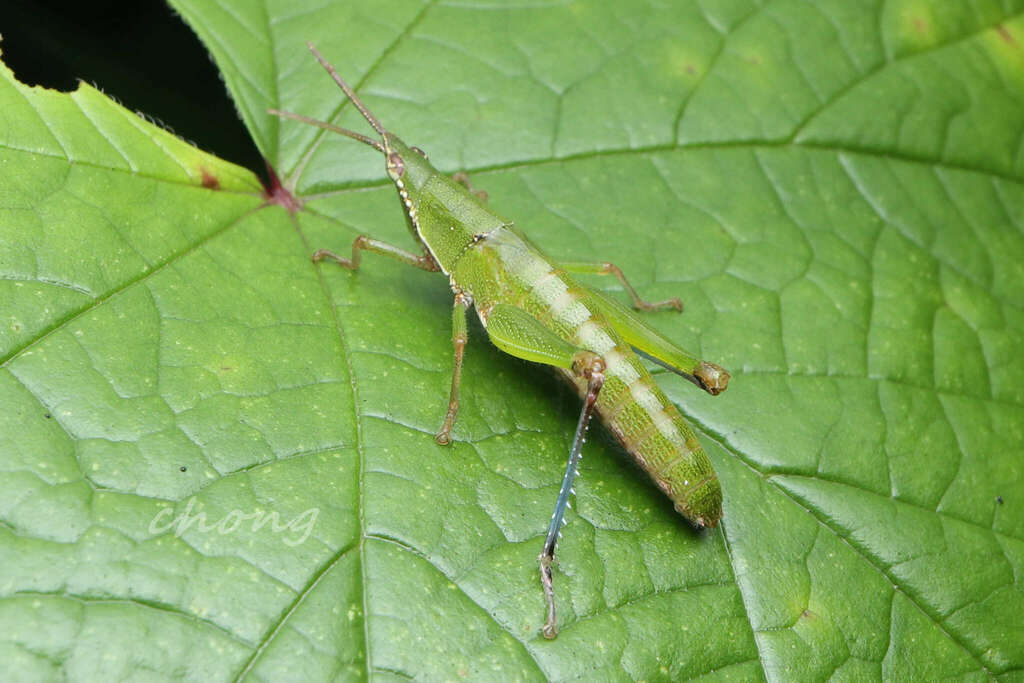 Tagasta yunnana from 中国云南省西双版纳傣族自治州勐腊县勐仑镇 邮政编码: 666303 on August 12 ...