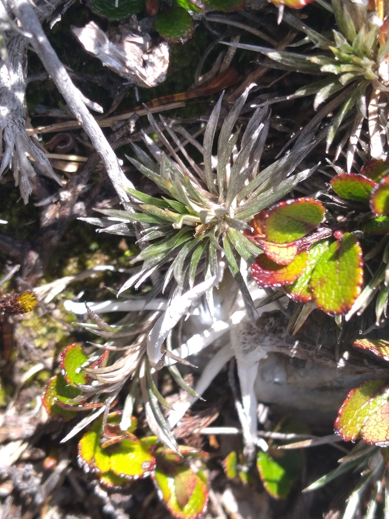 Needle-leaved Mountain Daisy from Roaring Meg, New Zealand on December ...