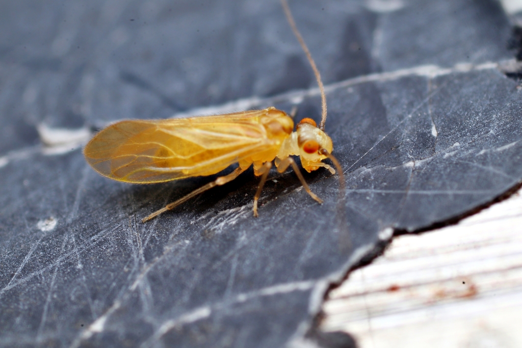 Lizard Barklice from Taipei, Taiwan on December 2, 2022 at 04:27 PM by ...