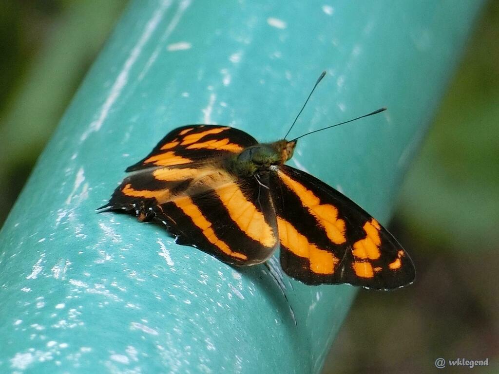 Common Jester from 香港 on December 02, 2022 at 01:46 PM by wklegend ...