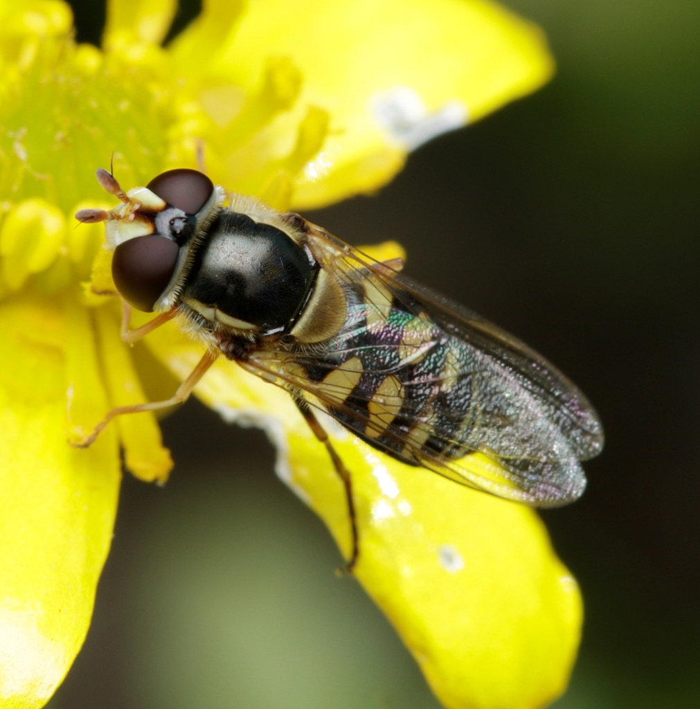 Yellow-shouldered Stout Hover Fly from Melbourne VIC, Australia on ...