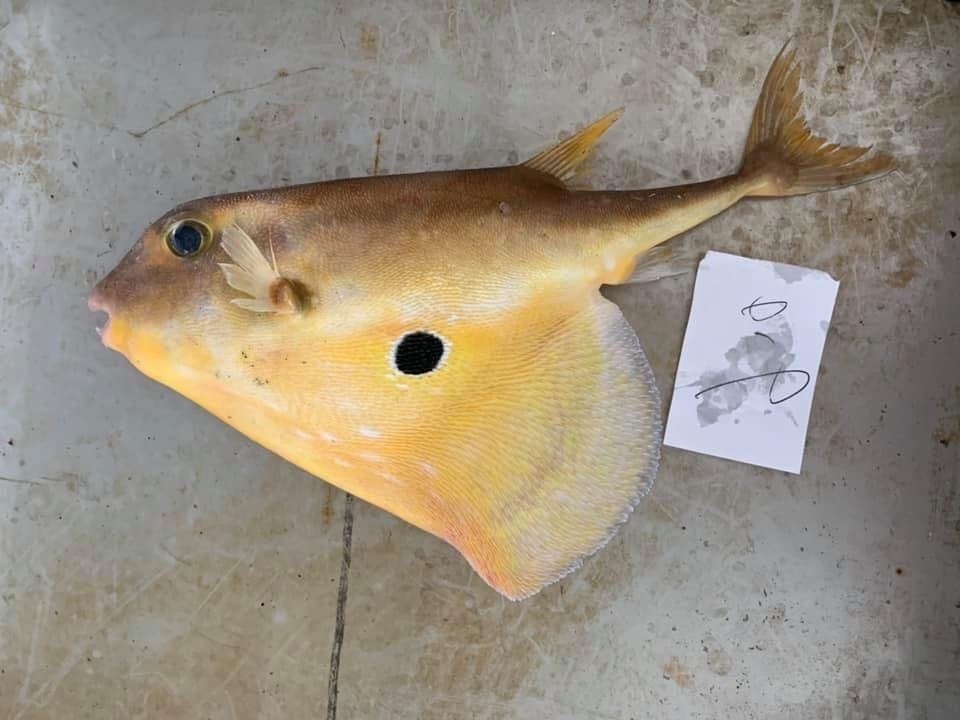 Threetooth Puffer from 富岡街, 台東市, TW on June 24, 2020 at 07:06 PM by 張容嘉 ...