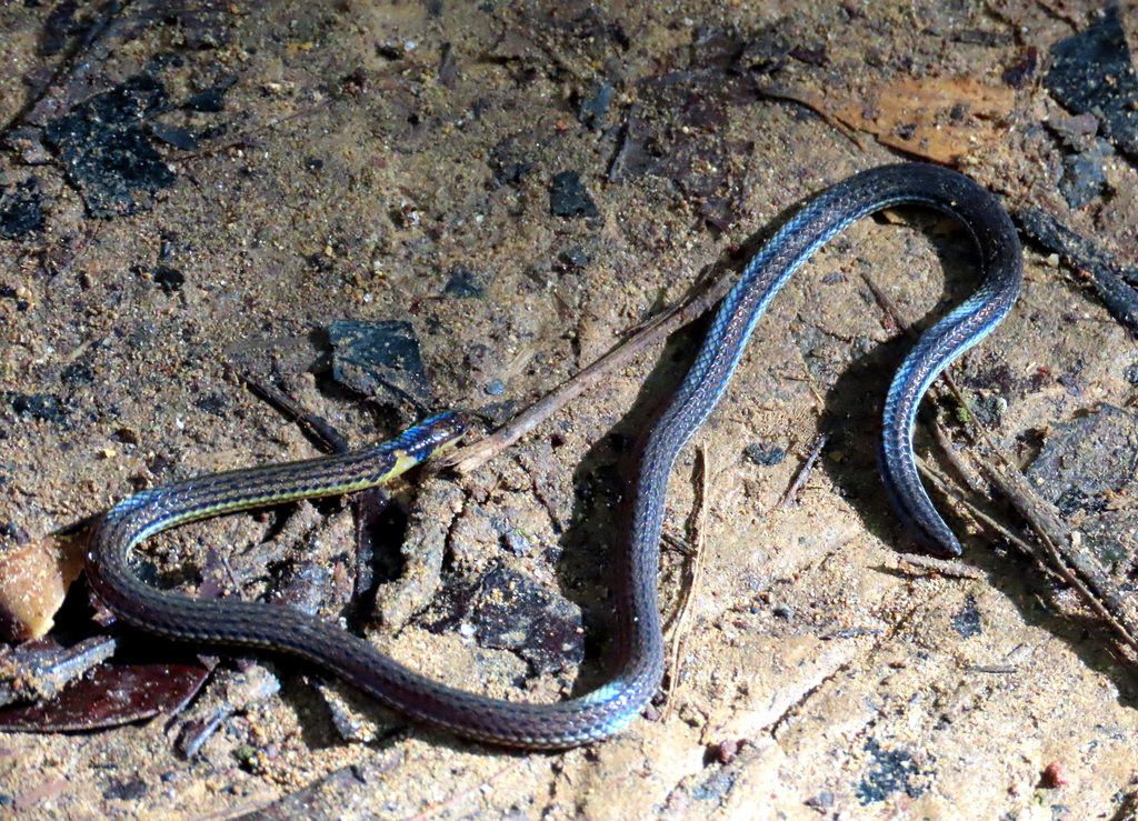 Boie's Dwarf Snake in August 2022 by lunarjade · iNaturalist