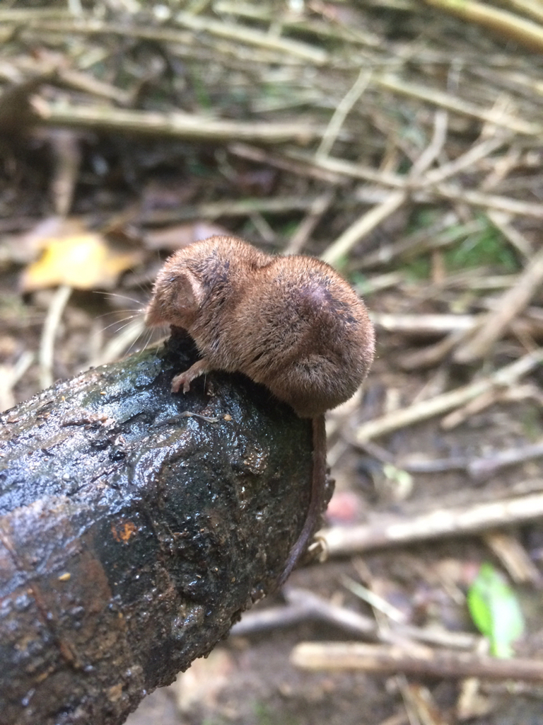 Southeastern Shrew (Mammals of Appalachia) · iNaturalist