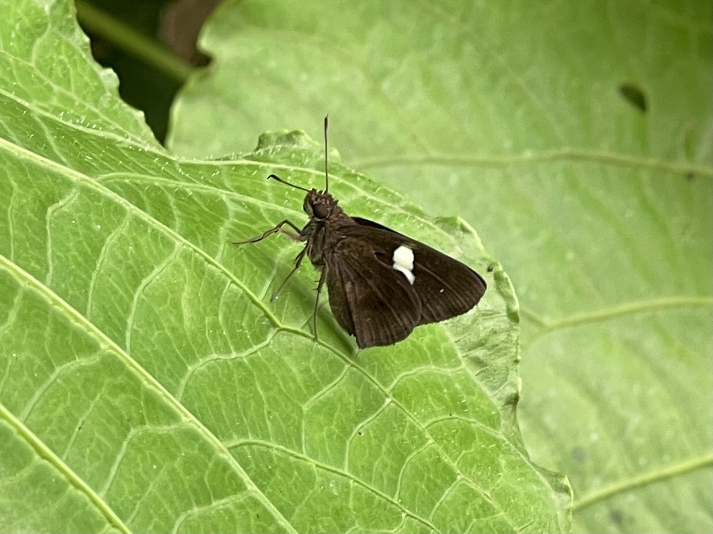 common banded demon from Java, Kebumen, Central Java, ID on December 2 ...