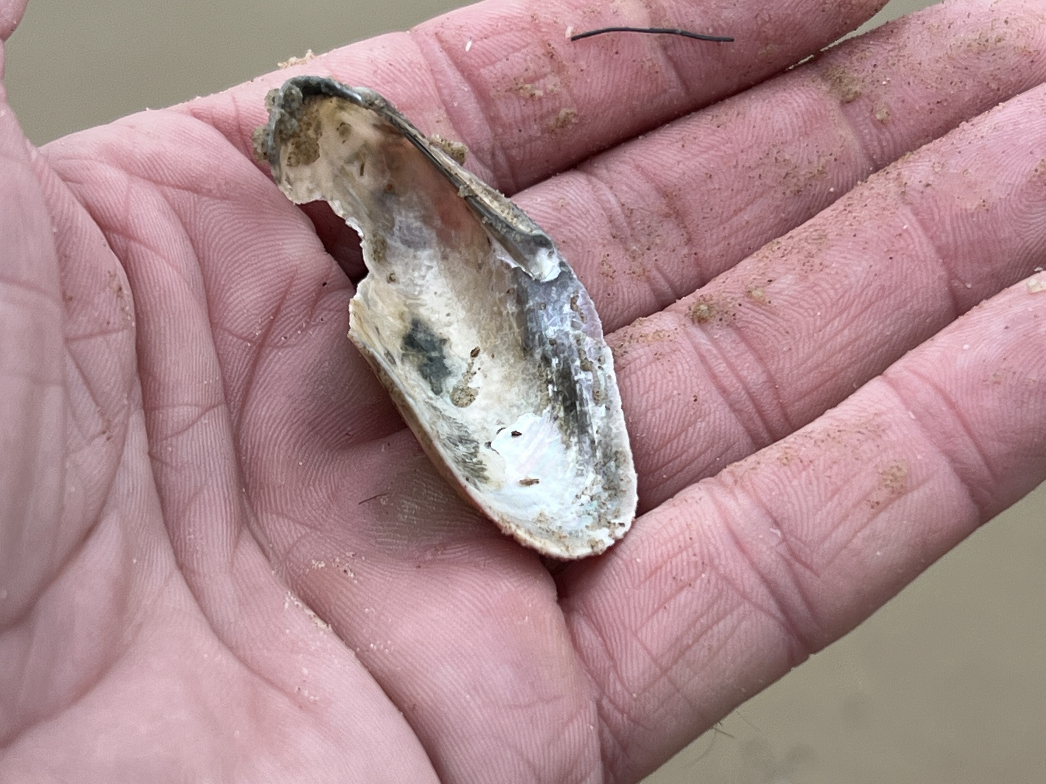 Modiolus americanus Leach, 1815