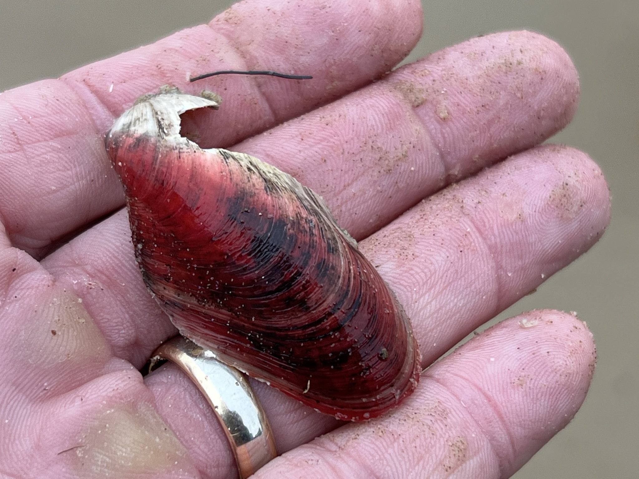 Modiolus americanus Leach, 1815