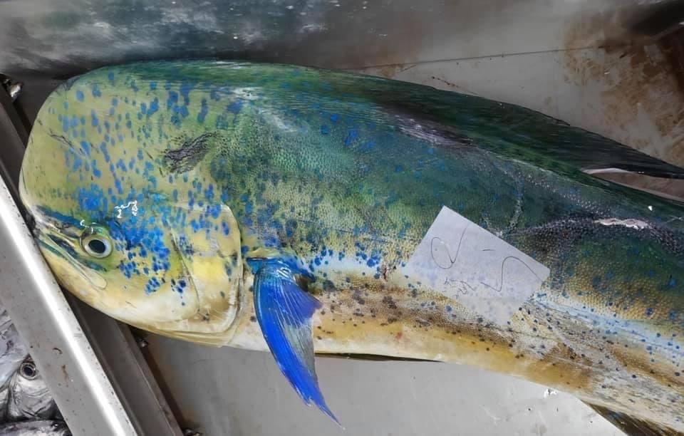 Common Dolphinfish from 富岡街, 台東市, TW on May 15, 2020 at 07:59 PM by 張容嘉 ...